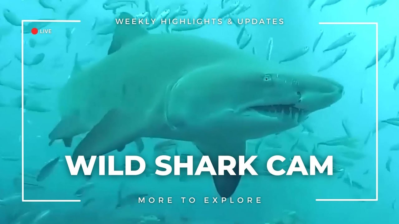 Wild Shark Cam | More to Explore